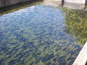 Advanture USA - Missouri Route 66 - Bennett Springs - Hatchery ...